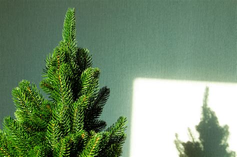 녹색 크리스마스 트리와 벽에 그림자 아름 다운 크리스마스 배경입니다 아름다운 긴 바늘이 있는 무성한 녹색 가문비나무 새해 배경입니다 클로즈업 자연의 자연 휴일 이벤트