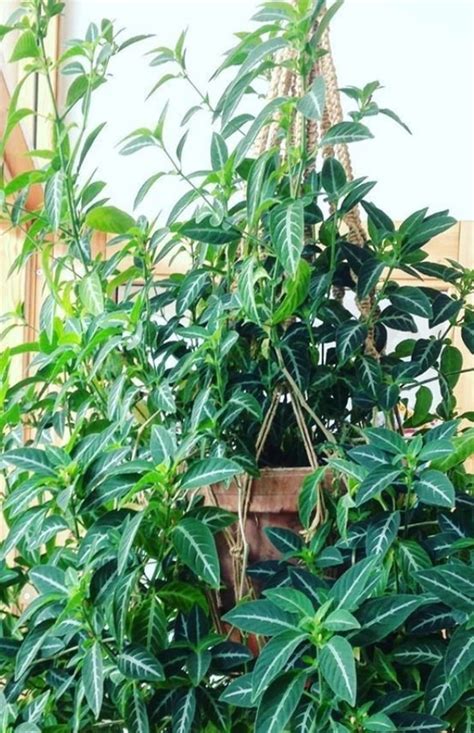 Руэллия описание уход в домашних условиях виды