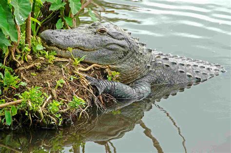 12 Animal Sex Facts You Didnt Want To Know