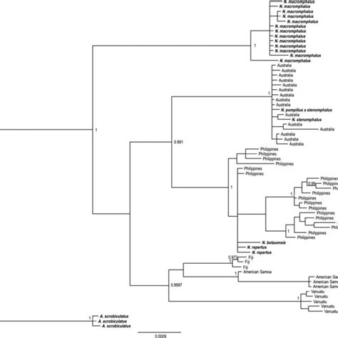 Bayesian Inference Tree Of Concatenated Coi 16s Sequences Of Nautilus