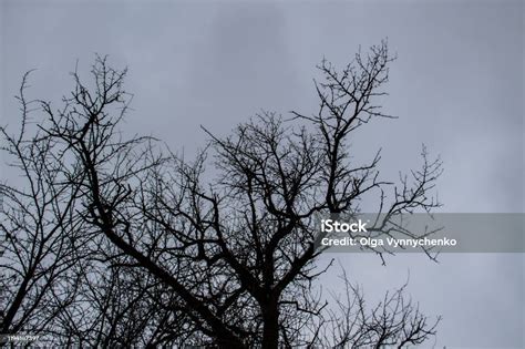 회색 하늘에 나뭇가지 겨울날 대체로 흐림 우크라이나 나뭇가지를 통해 회색 하늘을 올려다 보시고 있습니다 회색 하늘 앞의 검은