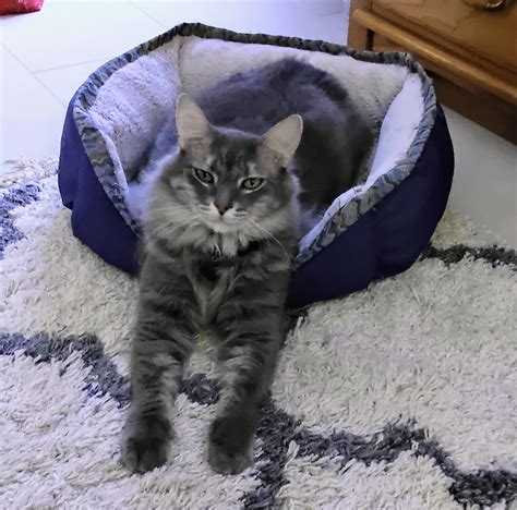 Caturday Album On Imgur