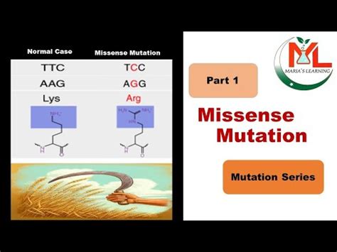 Missense Mutation Non Synonymous Mutation Its Types And Examples YouTube