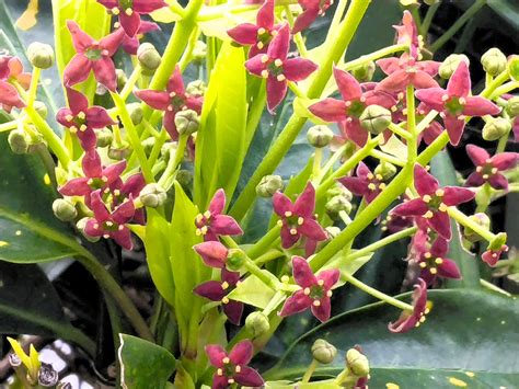 アオキの花 野の花のブログ