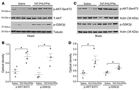 Tat Phlpp9c Increased Phosphorylation Of Akt And Gsk3β Analyzed By