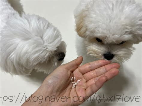 강아지 유치와 영구치 하몽이는 이갈이 시기 F 터그놀이 네이버 블로그