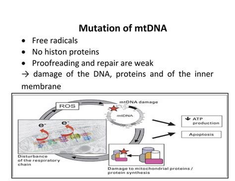 Mitochondria And The Production Of Atp The Structure Of Mitochondria Ppt