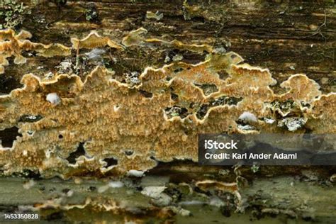 에스토니아의 아한대 숲의 썩어가는 나무 줄기에서 자라는 Leucogyrophana Romellii라는 곰팡이의 매크로 0명에