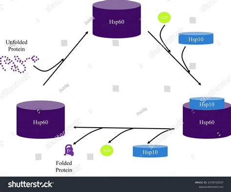 Heat Shock Protein Cell Photos And Images Shutterstock