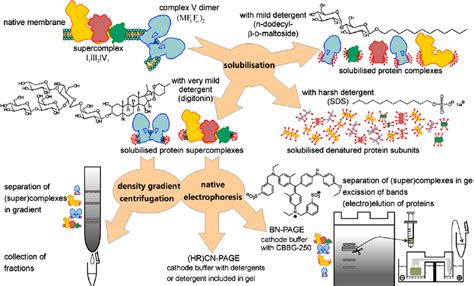 Isolation Of Supramolecular Structures Of Atp Synthases And Respiratory