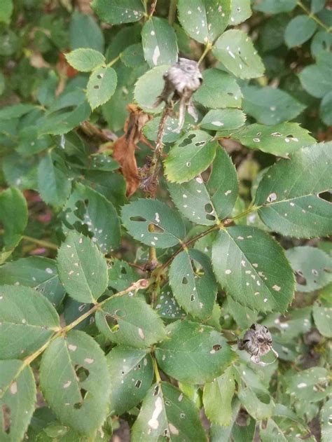 Care Tips For Knock Out Roses Gwin Gal Inside And Out ~ Making Your