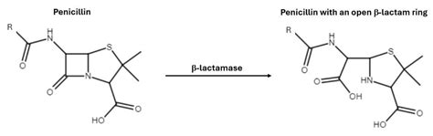 Penicillin A Biochemical Perspective Chemtalk