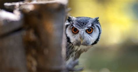 Spiritual Meanings Of An Owl Crossing Your Path