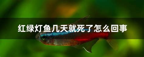 红绿灯鱼几天就死了怎么回事 鱼百科