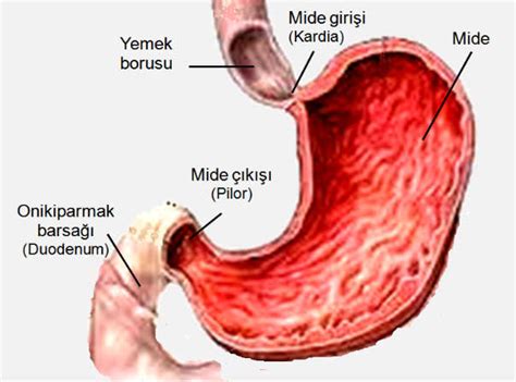 Gastrit Prof Dr Ahmet DOBRUCALI