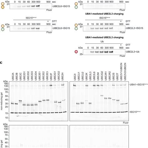 The Isg15 Transfer Cascade And Isg15 E1 E2 Complex Formation A