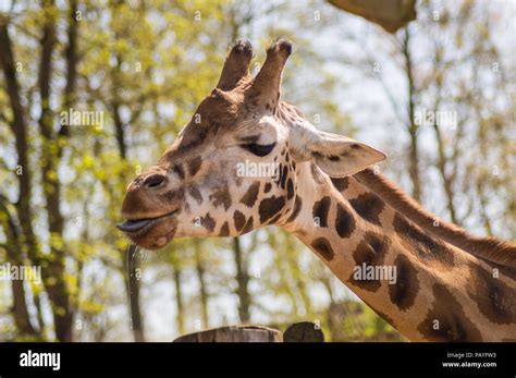 Giraffes Tongues Blue