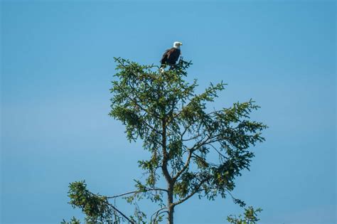 How To Generate An Authtoken For Zoho Analytics Api Rfdm Solutions