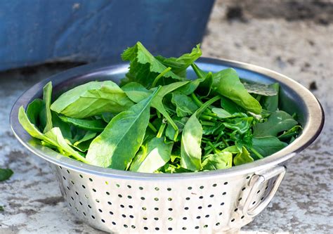 시금치 초록 채소 Pixabay의 무료 사진 Pixabay