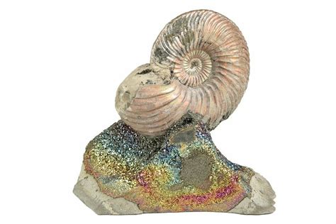 2 55 Iridescent Pyritized Ammonite Quenstedticeras Fossil Display 207096 For Sale