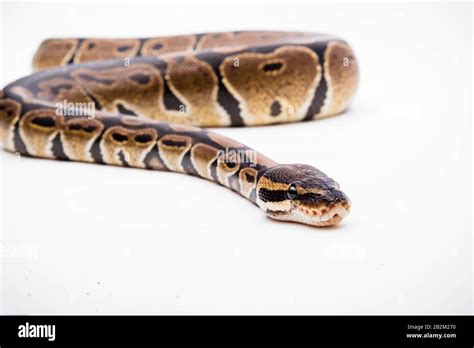 A Royal Ball Python Python Regius Isolated On A White Background Stock Photo Alamy