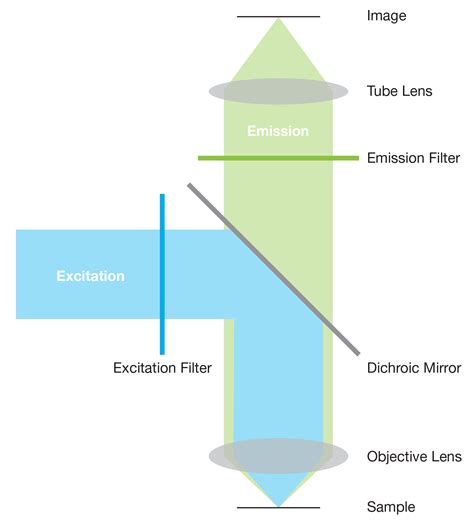 Fluorescence Imaging