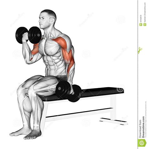 Seated Alternate Dumbbell Curl