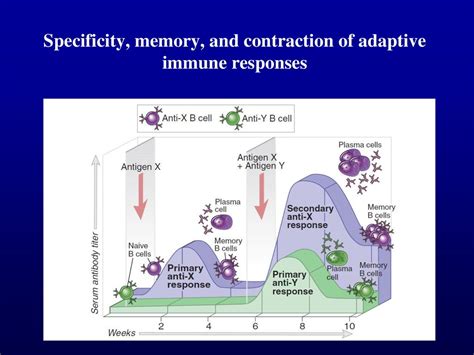 Immunologist And Allergist Ppt Download