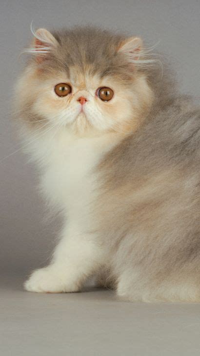Flat Face Cat Breeds Everything You Need To Know About Brachycephalic