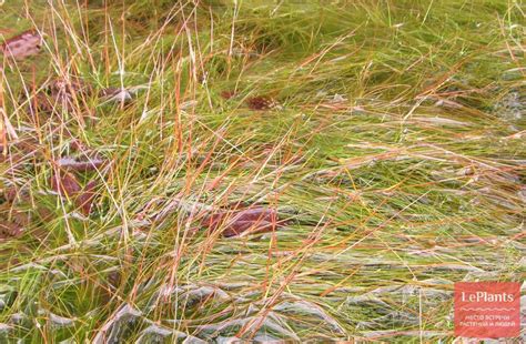Изолепис плавающий (Isolepis fluitans) — описание, выращивание, фото ...