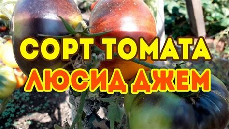 Сорт томата Люсид Джем! Обзор томата - Смотреть онлайн в поиске Яндекса ...