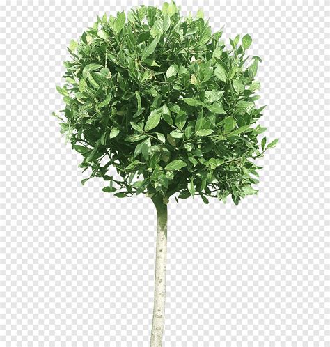 Tree Landscape Architecture Tree Branch Landscape Png PNGEgg