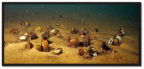 Reproduction Mollusks