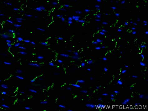 Connexin 43 Antibody Cl488 80543 Proteintech