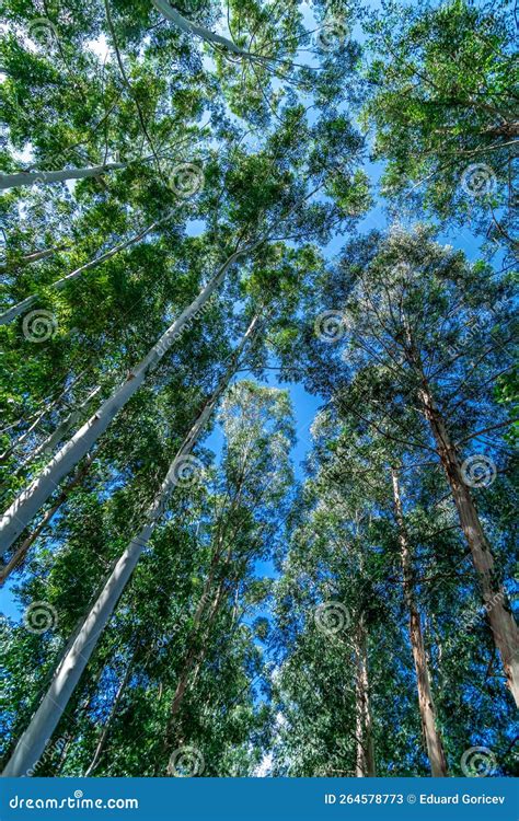Tree Crowns In The Forest Stock Image Image Of Bottom 264578773