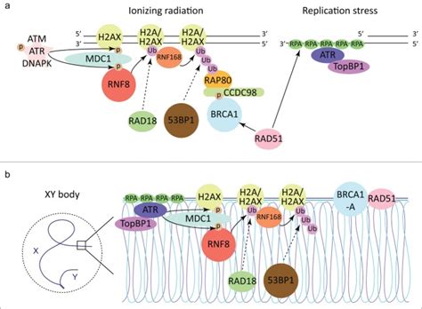 Double Strand Break Repair On Sex Chromosomes Challenges During Male