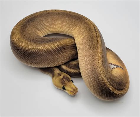 Champagne Cinnamon Female Ball Python By Buffalo Ridge Reptiles