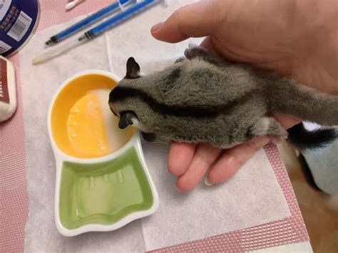有关蜜袋鼯饲养的分享干货 知乎