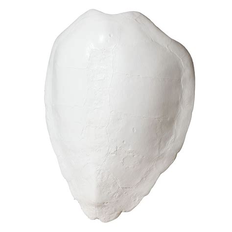 Tortoise Shell Wall Sculpture In White Lacquer