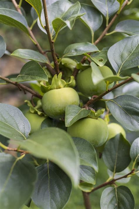 Persimmon Tree Branch With Green Immature Fruits On Green Foliage