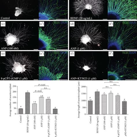 Anp Promotes Neurite Outgrowth Of Sg Explants In Vitro Download