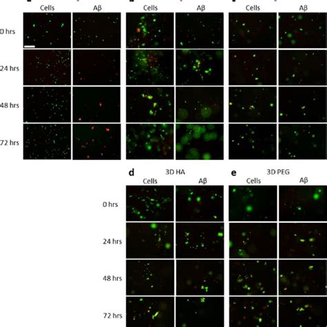 Micrographs Of Pc12 Cell Viability In 2d And 3d Cultures Cells Were