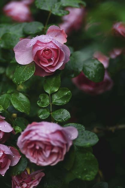 Premium Photo Flowers Are Indeed One Of Natures Most Beautiful Ts