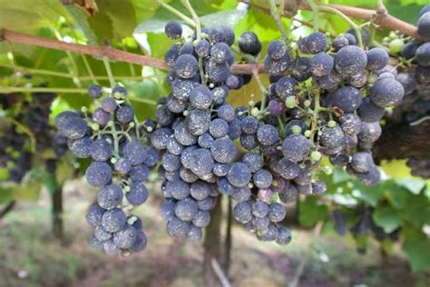 O que fazer em Bento Gonçalves roteiro turístico no Vale dos Vinhedos