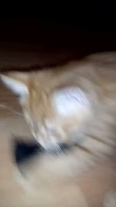 Кот играет с бабочкой к нему припёрся мальчик Youtube