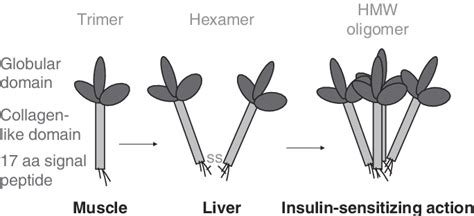 Different Configurations Of Adiponectin Download Scientific Diagram