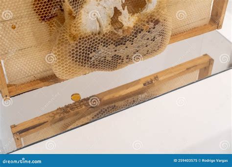 The Beekeeper Holds A Frame With Honey And Bees Close Up Of Beekeeping In Glass Box Stock