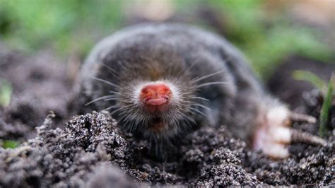 Mole Removal Mole Trapping Mole Prevention