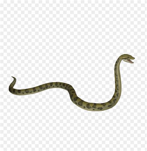 Free Download Hd Png Anaconda S Toppng