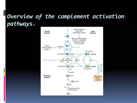 complement system pptx